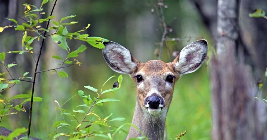 White-tailed deer blood kills bacteria that causes Lyme disease | The ...