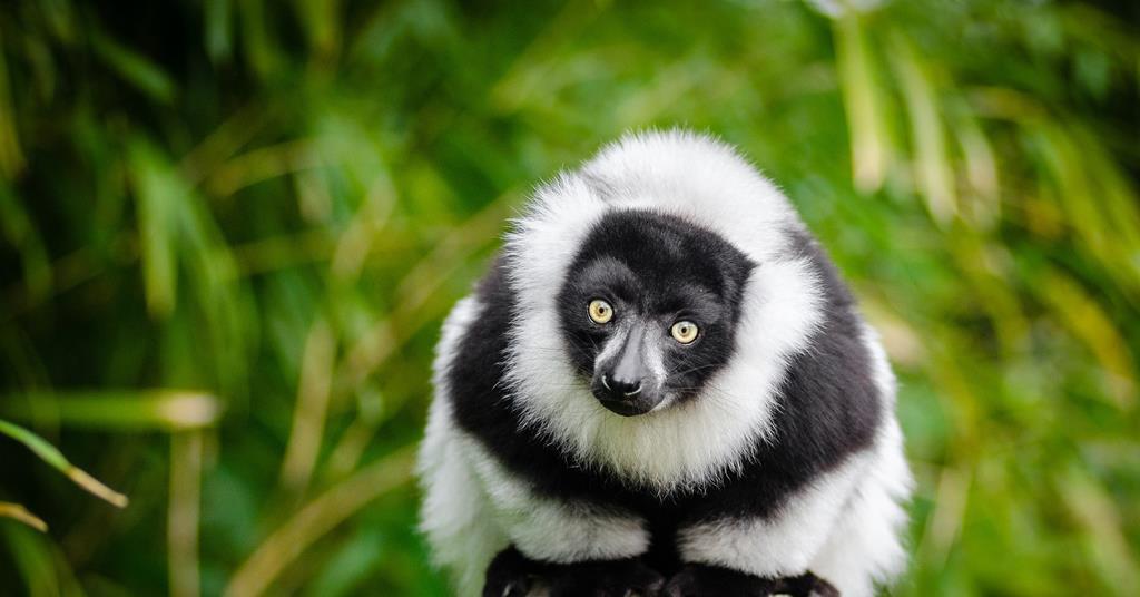 Lemur conservation, geophagy and how diet impacts the gut microbiome ...