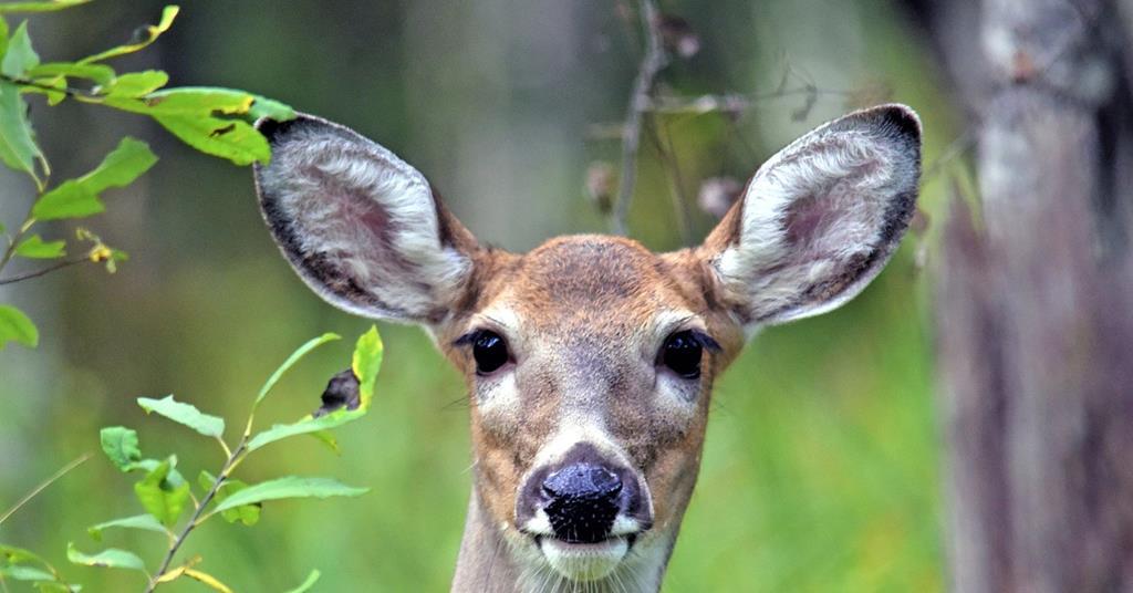 White-tailed deer blood kills bacteria that causes Lyme disease | The ...