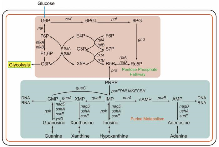 From glucose to gourmet: engineered bacteria churn out key food ...