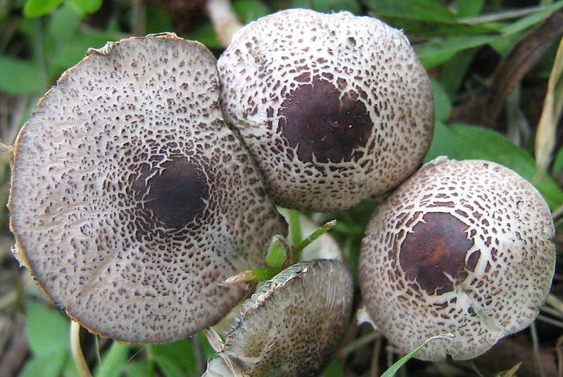 Undiscovered diversity of Micropsalliota: Seven new species and one ...