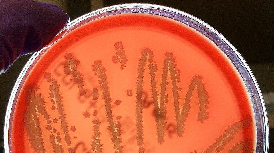 Expanding the genetic toolkit: nitrogen-response promoters developed ...