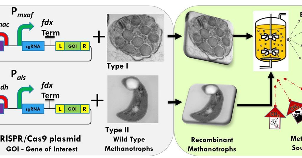 Methanotrophic bacteria: an emerging biotechnological workhorse in the ...