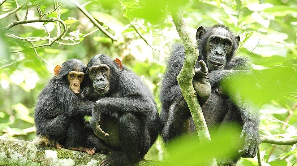 Masking, distancing and quarantines keep chimps safe from human disease ...