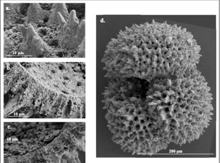 What microscopic fossilized shells tell us about ancient climate change ...