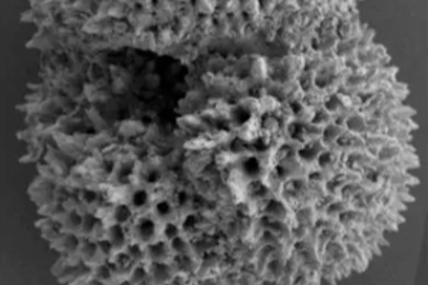 What microscopic fossilized shells tell us about ancient climate change ...