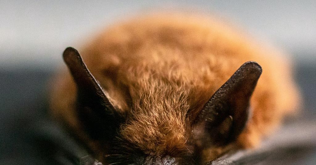Bats disturbed by humans are more frequently infected with ...