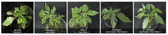 Gene pyramiding protects peppers from devastating viral diseases | News ...