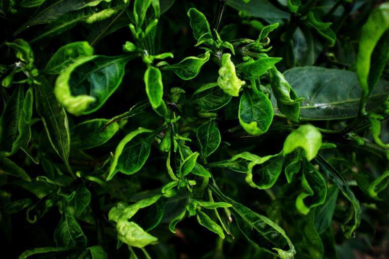 Gene pyramiding protects peppers from devastating viral diseases | News ...
