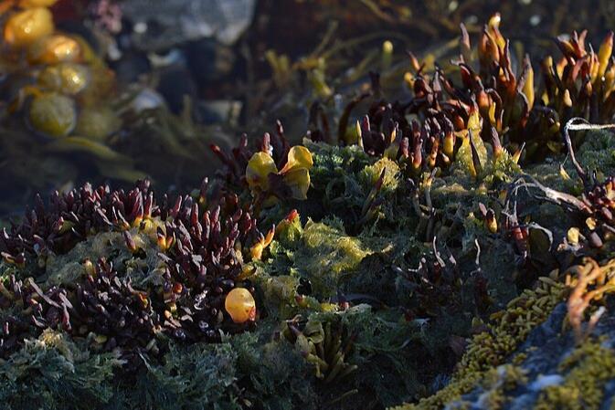 Study reveals the hidden genomic evolution of brown algae - and how ...