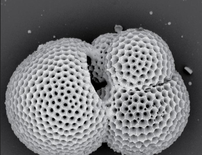 Fossilized plankton study gives long-term hope for oxygen depleted ...
