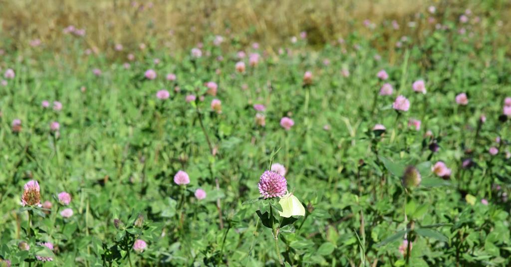 Red clover losses in forage mixtures are linked to soil pathogens - and ...