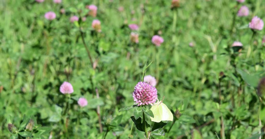 Red clover losses in forage mixtures are linked to soil pathogens - and ...