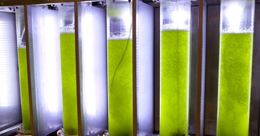 Microbes at work: Caliche’s journey in carbon capture | Careers | The ...