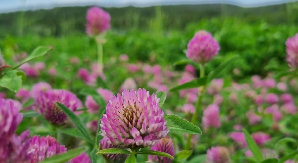 Red clover losses in forage mixtures are linked to soil pathogens - and ...