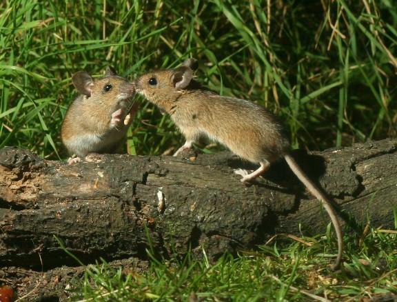 Social connections and environmental contact spread different gut ...