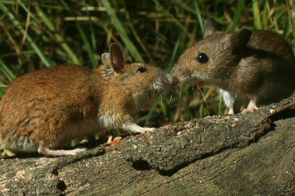 Social connections and environmental contact spread different gut ...