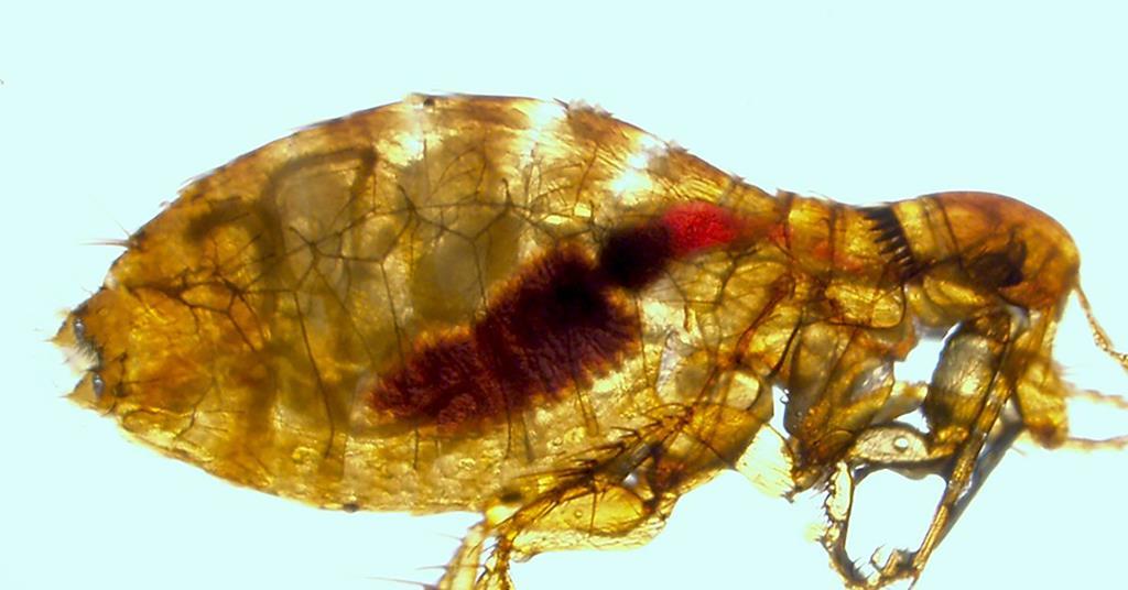Study reveals how plague spreads through wild rodent populations | The ...