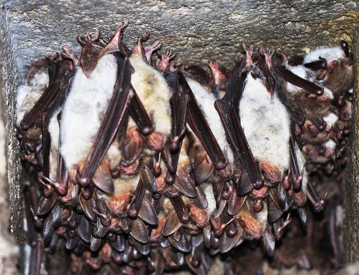 Bat mating swarms may be the key to solving the next pandemic | News ...
