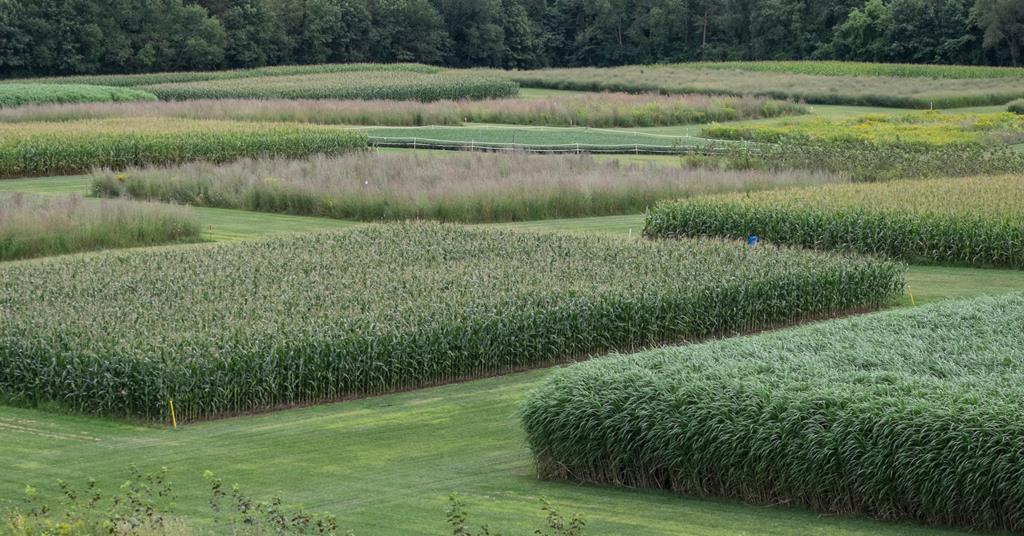 Study reveals how bioenergy crop microbiomes change as you dig deeper ...