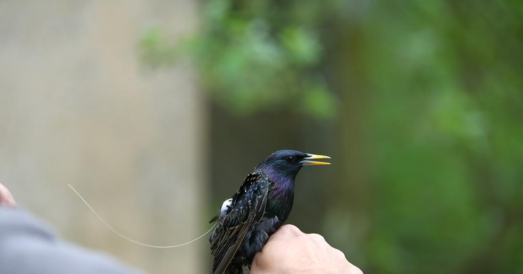 Reduced movement of starlings with parasite infections has a negative ...