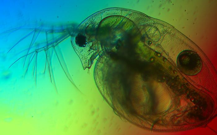 Algae and water fleas in lakes: Light color influences food webs | News ...