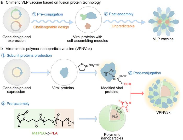 Scientists craft enhanced viral structure in VLP vaccines through ...