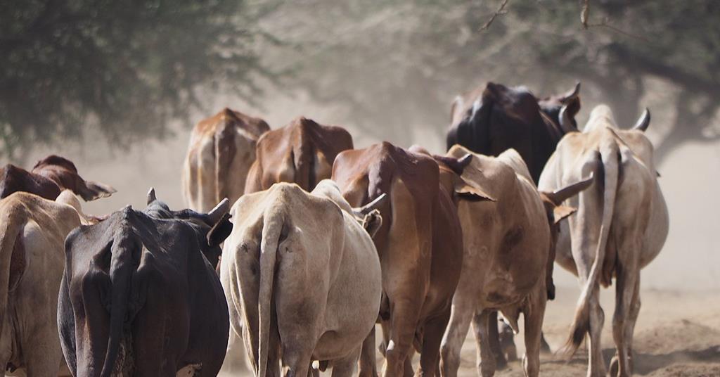 Scientists show how livestock systems act as a reservoir for ...