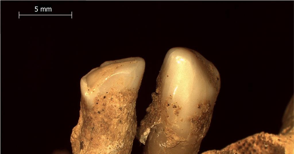 Shining a light on microbes from the past with molecular ...