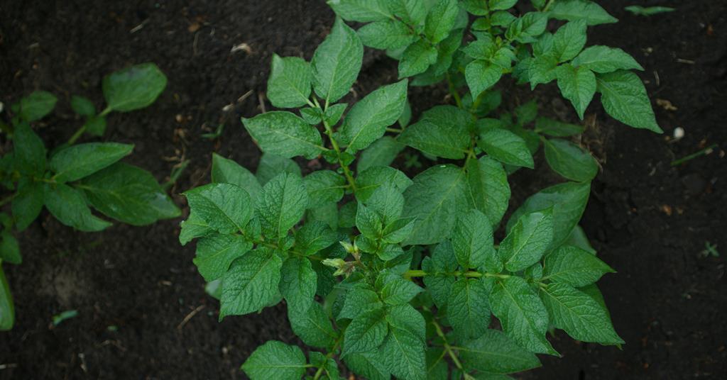 Calcium can protect potato plants from bacterial wilt | News | The ...