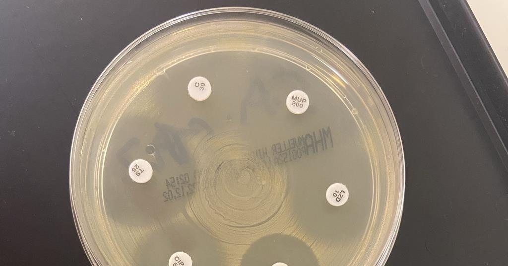 Scientists reveal search for faster way to diagnose MRSA and its ...