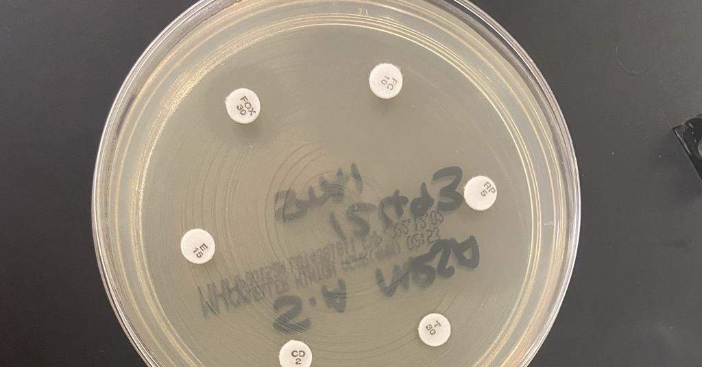 Scientists reveal search for faster way to diagnose MRSA and its ...