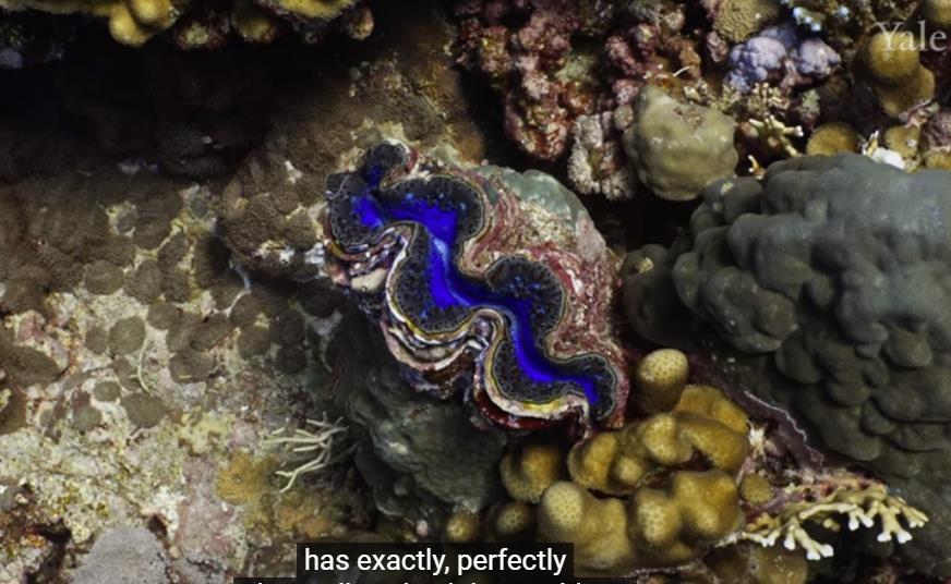 Giant clams - and their algae - may hold the answers to making solar ...