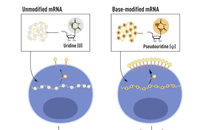 Nobel Prize goes to researchers whose discoveries paved way for mRNA ...