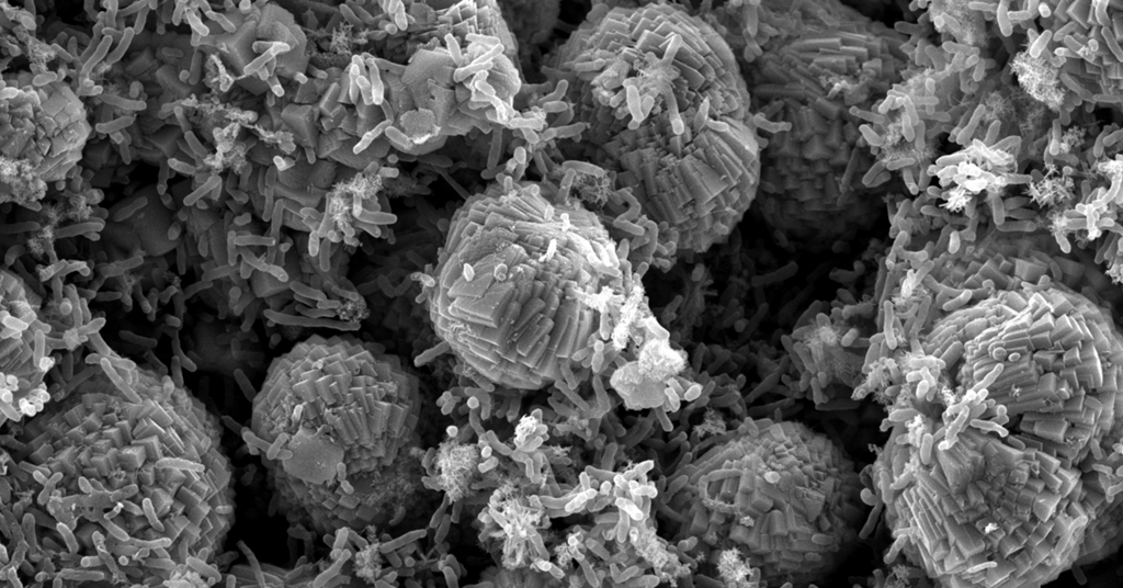 Electricity-fed purple phototrophic bacteria convert carbon dioxide ...
