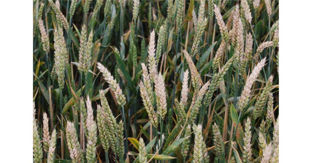 Almost half of Europe’s wheat crops contaminated with Fusarium ...