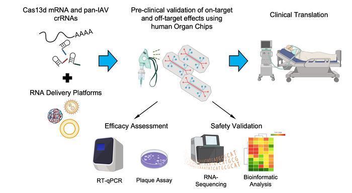 Human Organ Chip technology sets stage for pan-influenza A CRISPR RNA ...