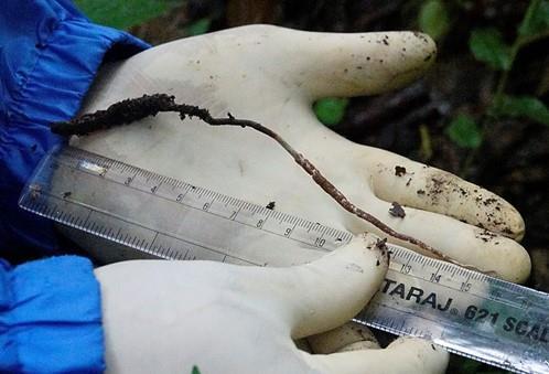 New species of insect-parasitising fungus discovered in lower Himalayas ...