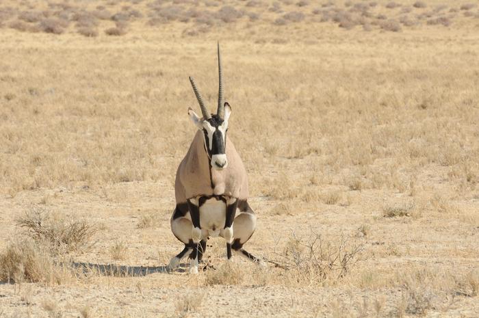 African wildlife poop sheds light on what shapes the gut ecosystem ...