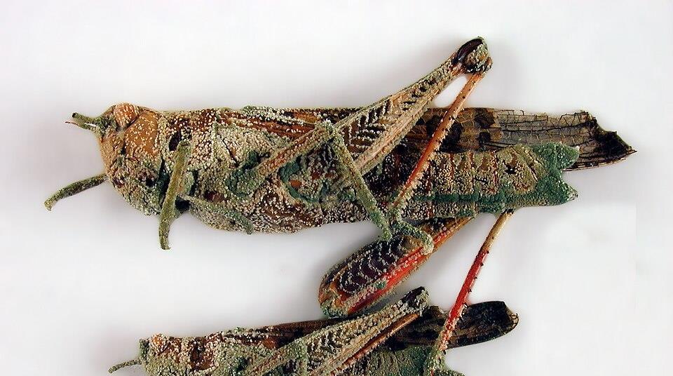 entomopathogenic fungi | The Microbiologist