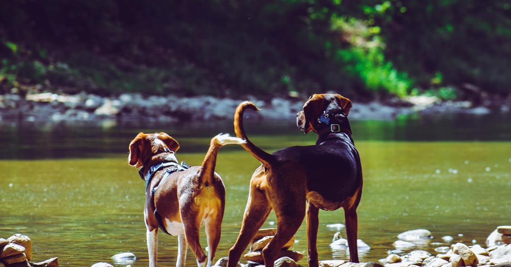 Researchers confirm new rickettsia species found in dogs | News | The ...