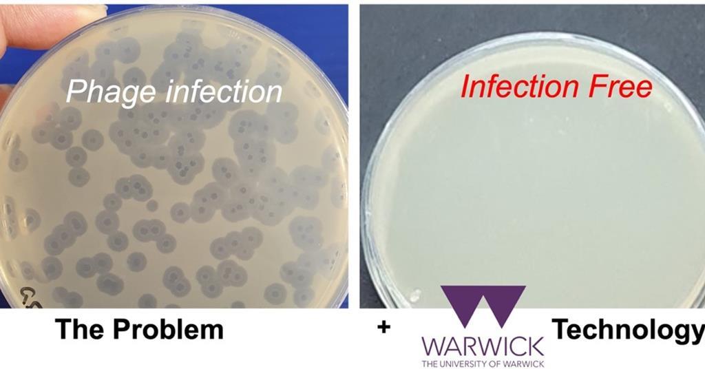 Polymer discovery stops bacterial virus contamination | The Microbiologist