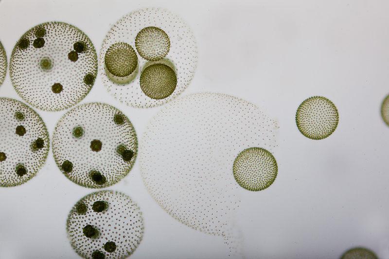 Discovery Of New Gene Unveils Sex Determination In Green Algae The Microbiologist