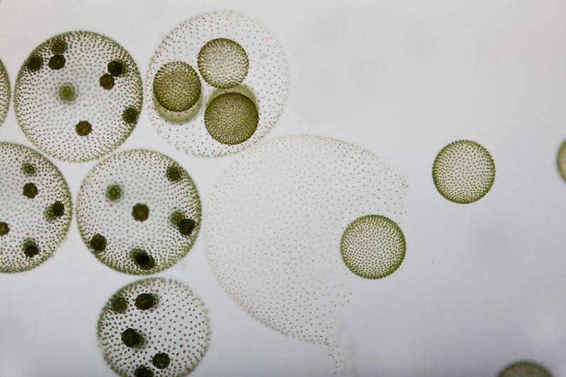 Discovery of new gene unveils sex determination in green algae | The ...
