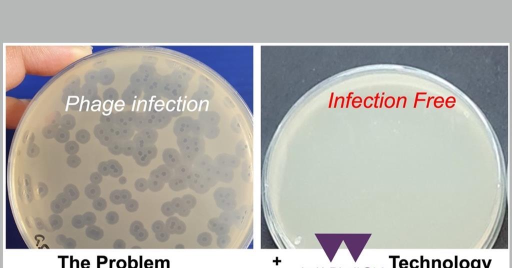 Polymer discovery stops bacterial virus contamination | The Microbiologist