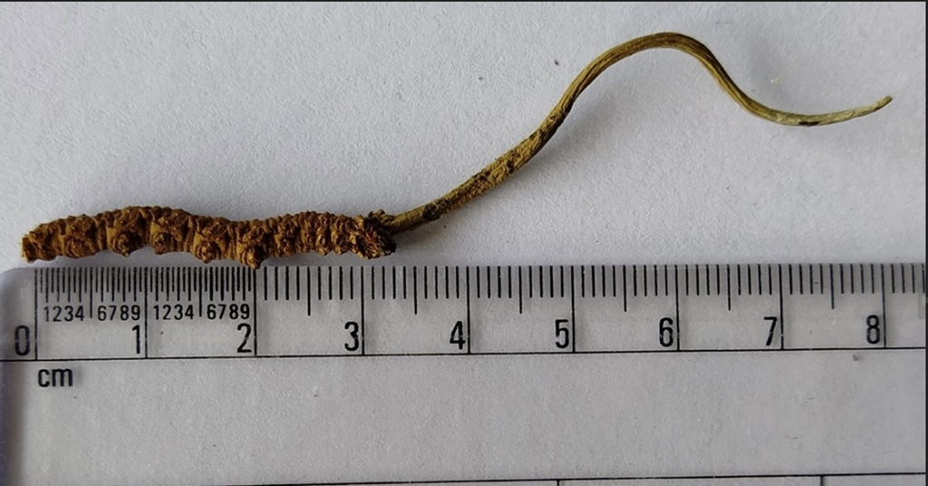 New species of insect-parasitising fungus discovered in lower Himalayas ...