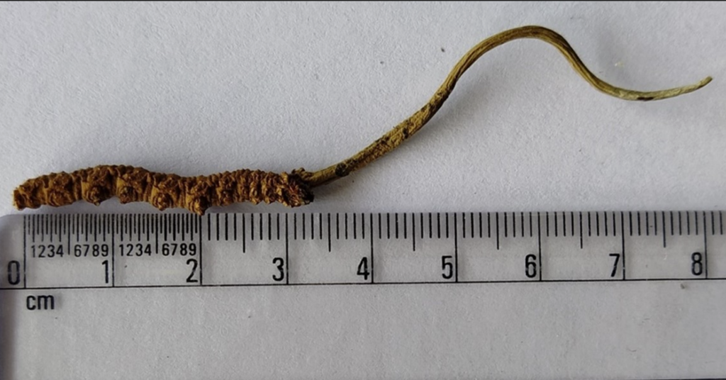 New species of insect-parasitising fungus discovered in lower Himalayas ...