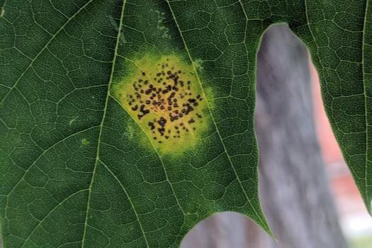 Emerging diseases threatening trees around the world are accelerating ...