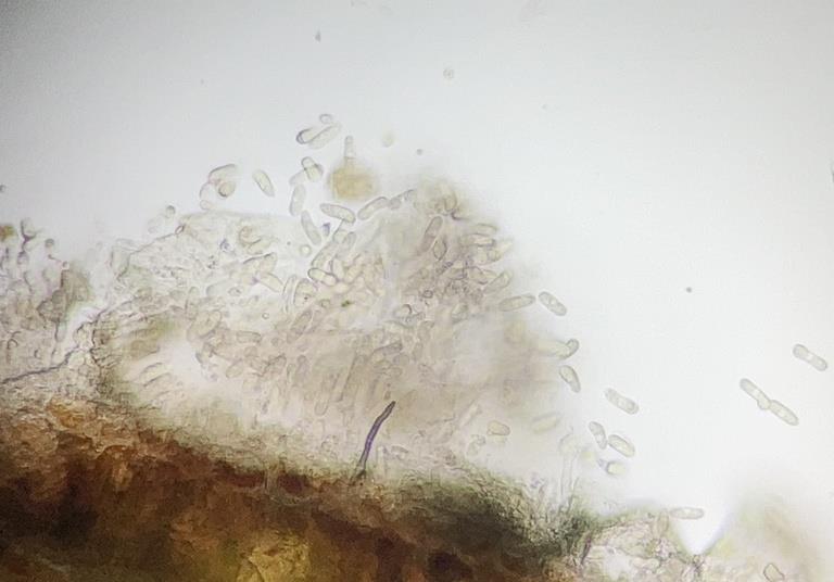 How a single protein helps a fungal pathogen invade tea oil trees ...