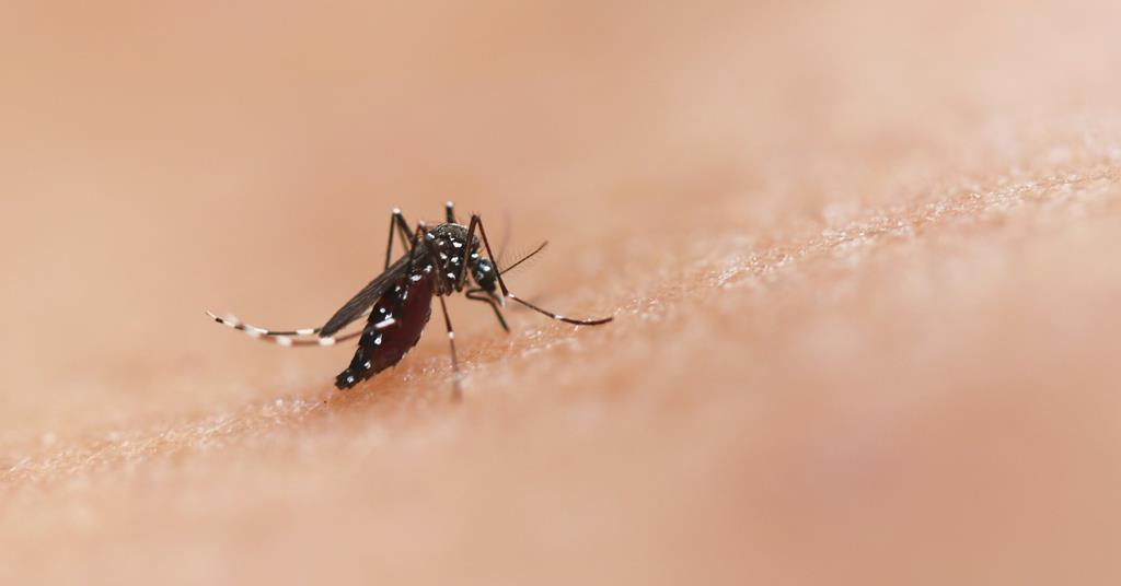 Mosquito thermal adaptation could shift patterns of disease spread ...